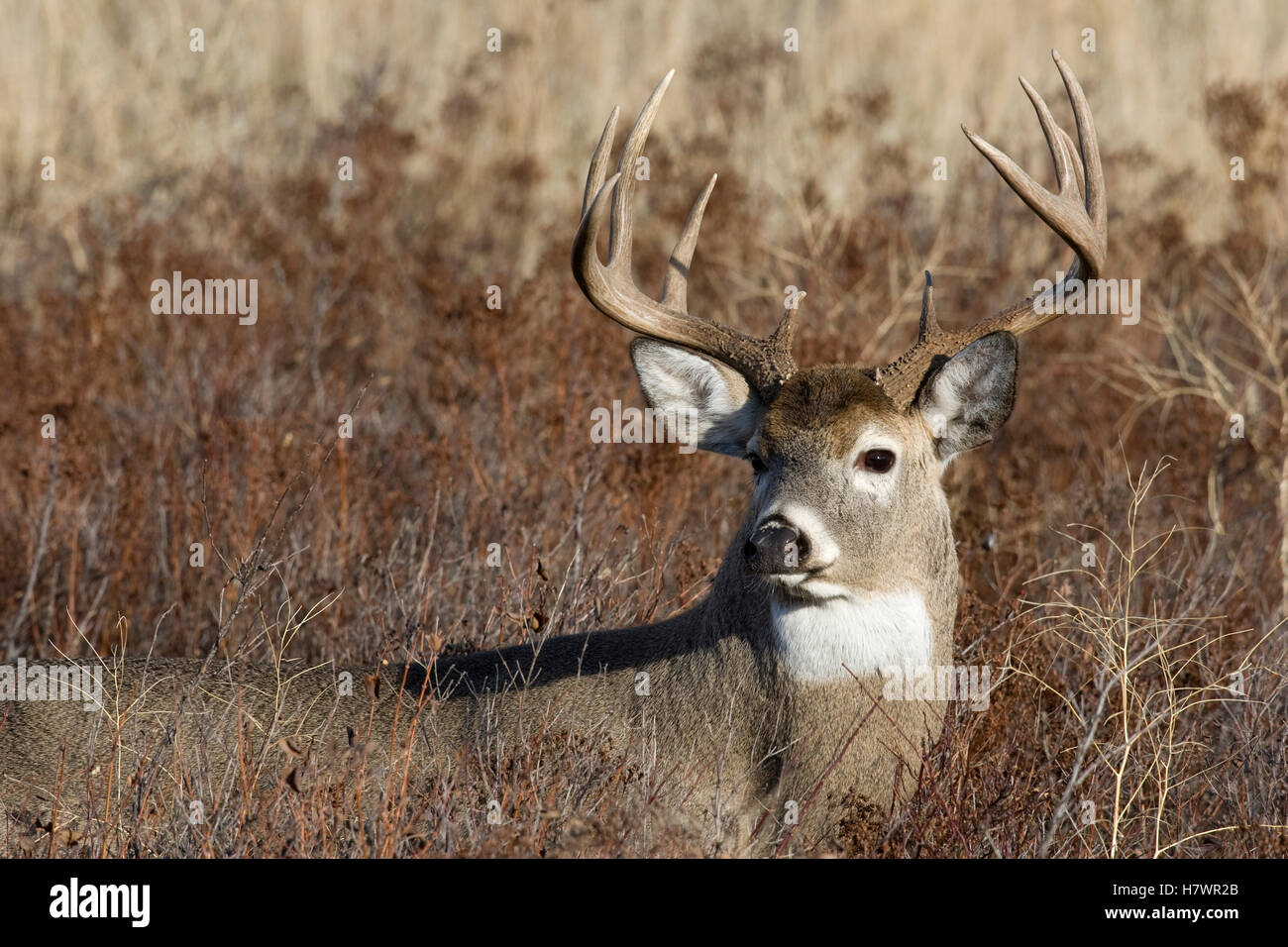 White-tailed Deer (Odocoileus virginianus) buck, western Montana Stock ...