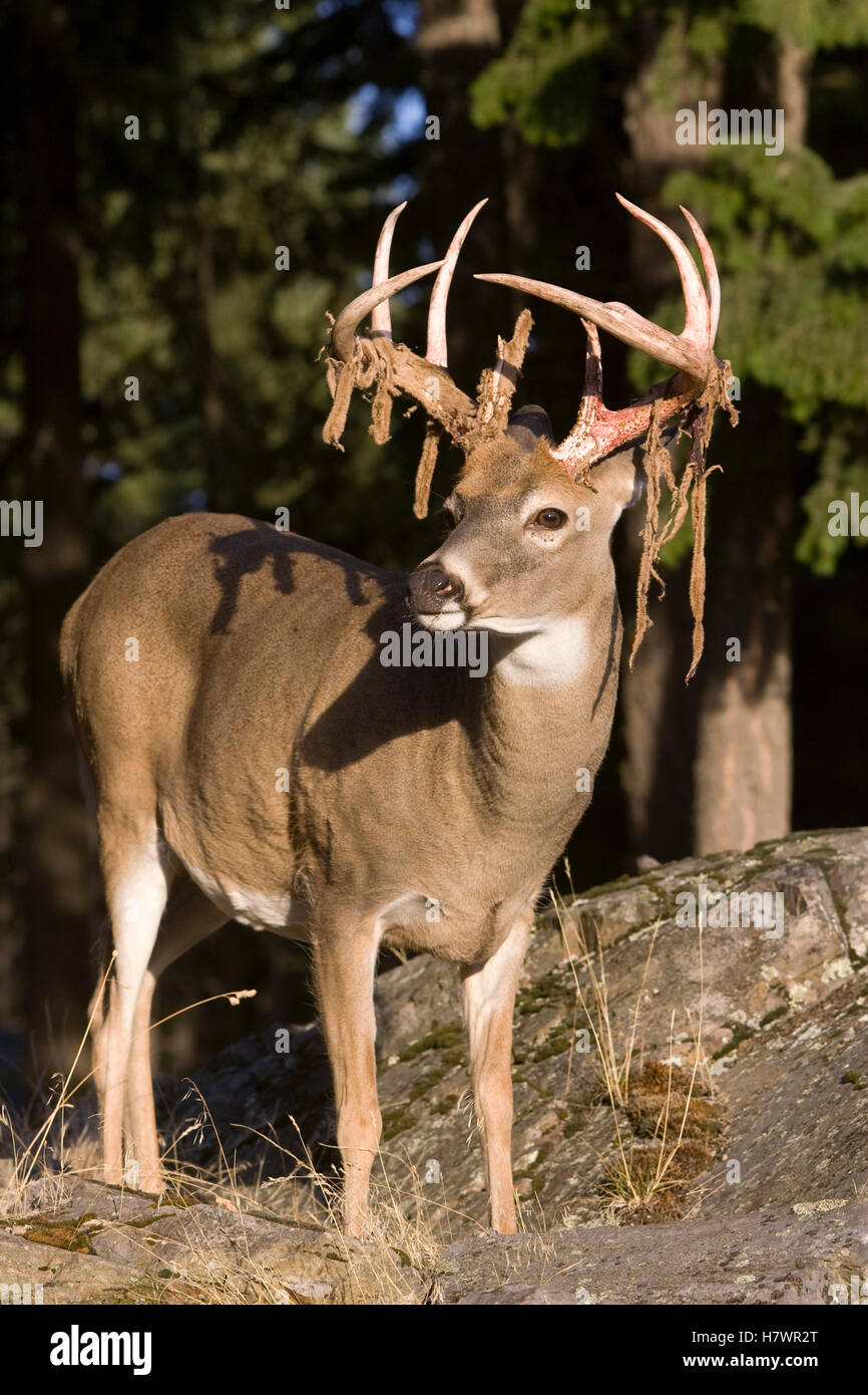 White-tailed Deer (Odocoileus virginianus) buck shedding velvet ...