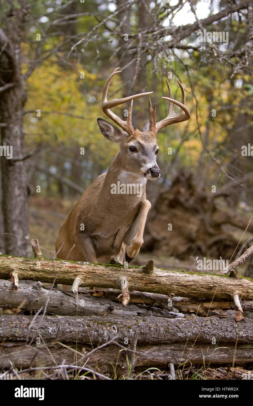 White-tailed Deer (Odocoileus virginianus) buck jumping over downed ...