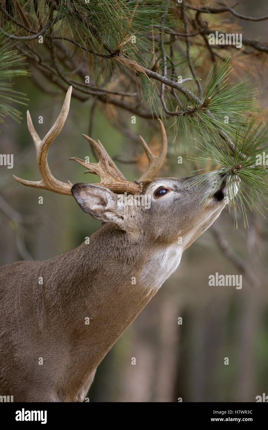 White-tailed Deer (Odocoileus virginianus) buck at scrape, western ...