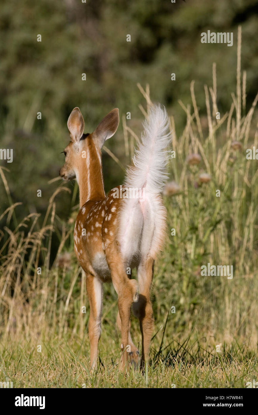 White-tailed Deer (Odocoileus virginianus) fawn with raised tail ...