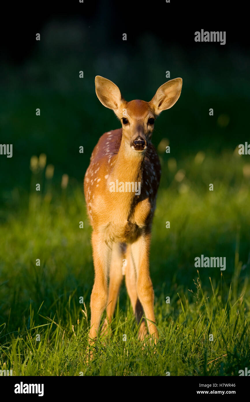 White-tailed Deer (Odocoileus virginianus) fawn, western Montana Stock ...
