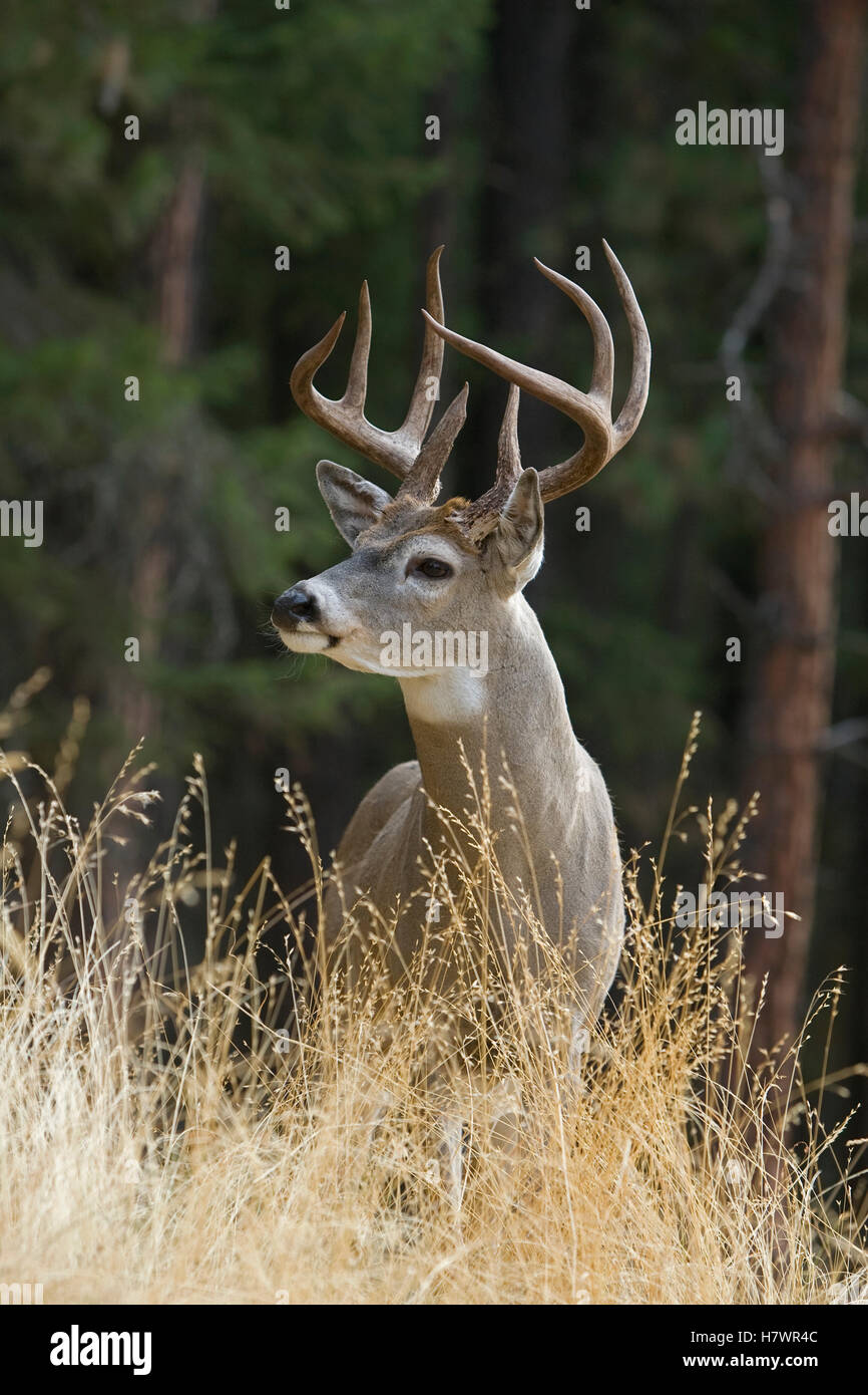 White-tailed Deer (Odocoileus virginianus) buck, western Montana Stock ...