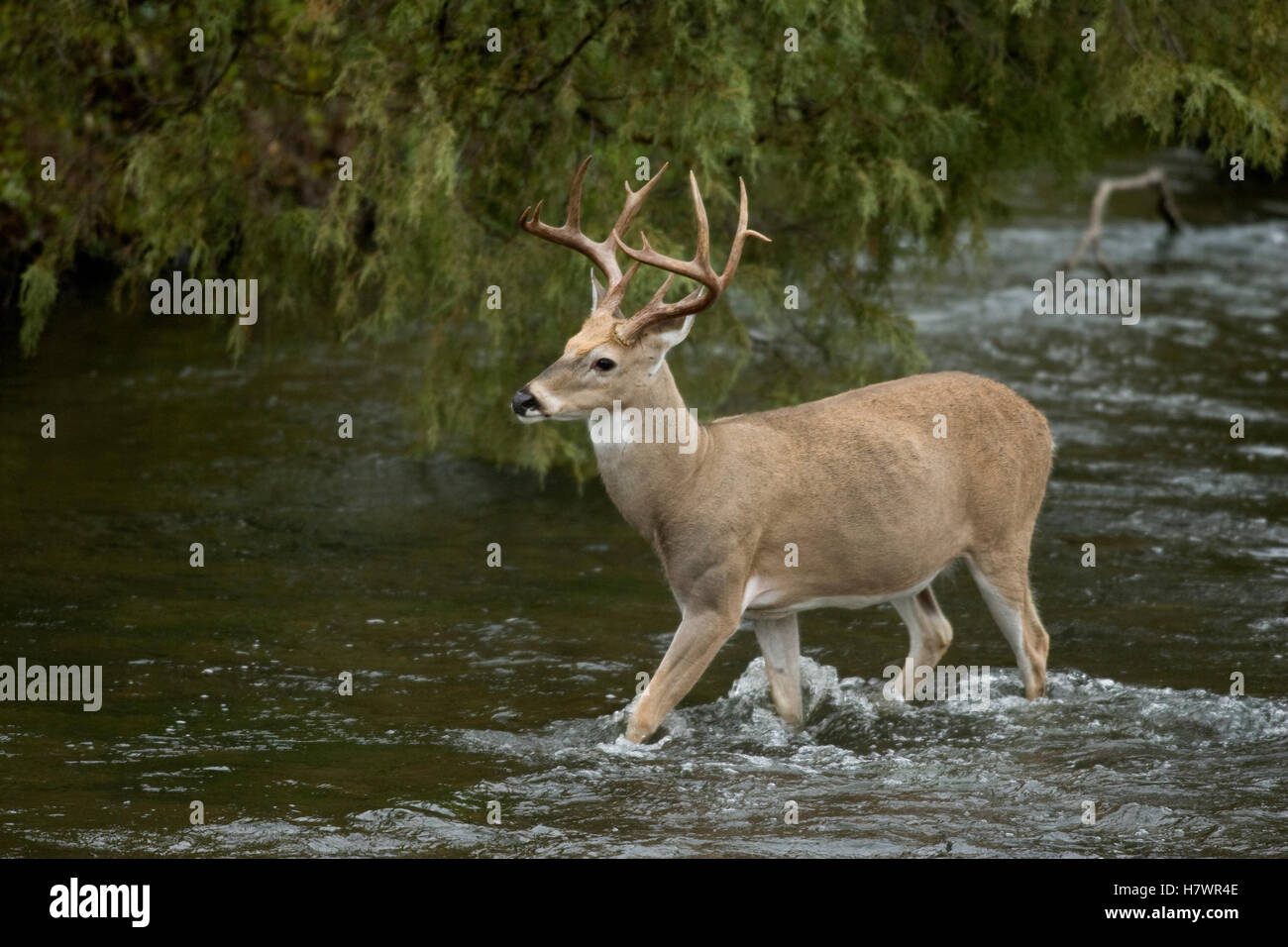 White-tailed Deer (Odocoileus virginianus) buck crossing river, western ...