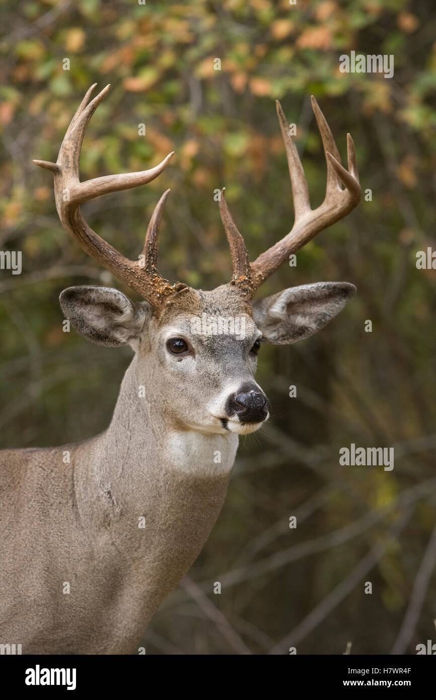 White-tailed Deer (Odocoileus virginianus) buck, western Montana Stock ...