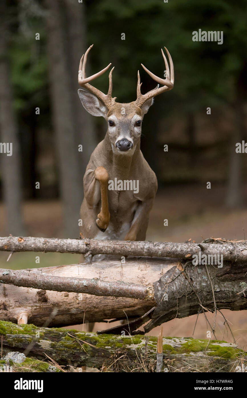 White-tailed Deer (Odocoileus virginianus) buck jumping over downed ...
