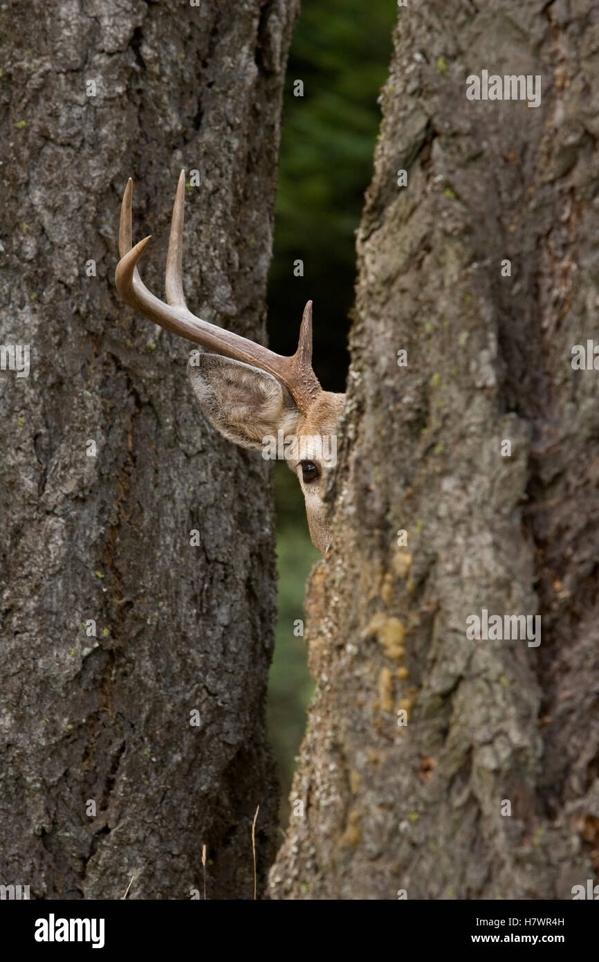 White-tailed Deer (Odocoileus virginianus) buck hiding behind tree ...