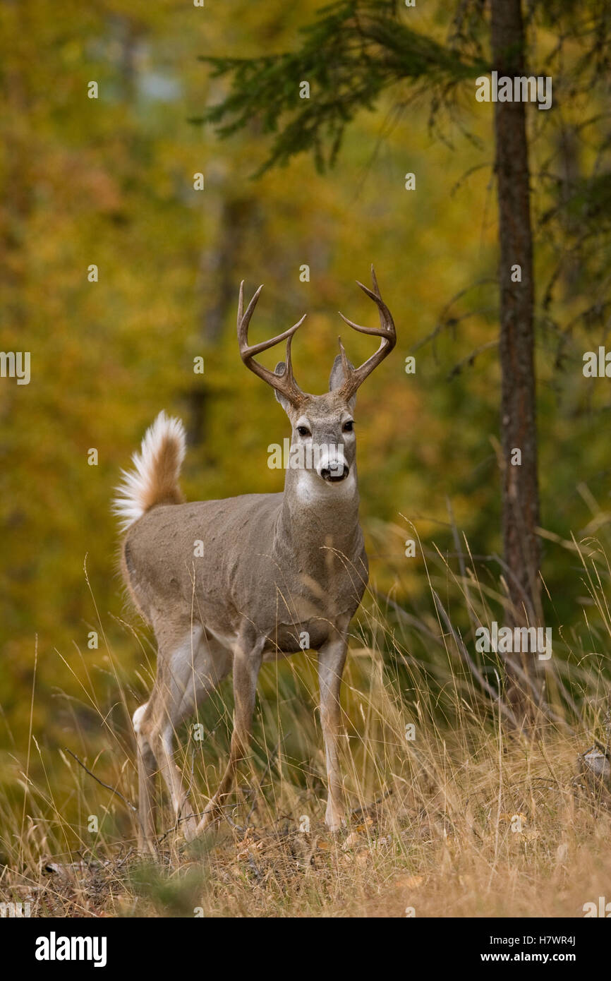 White-tailed Deer (Odocoileus virginianus) alert buck with tail raised ...