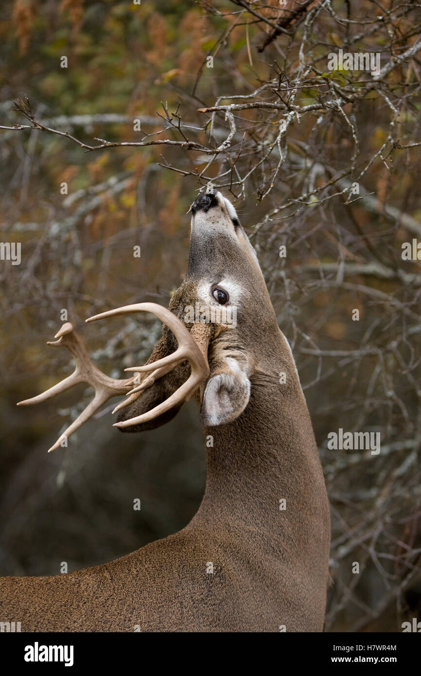White-tailed Deer (Odocoileus virginianus) buck smelling scrape ...