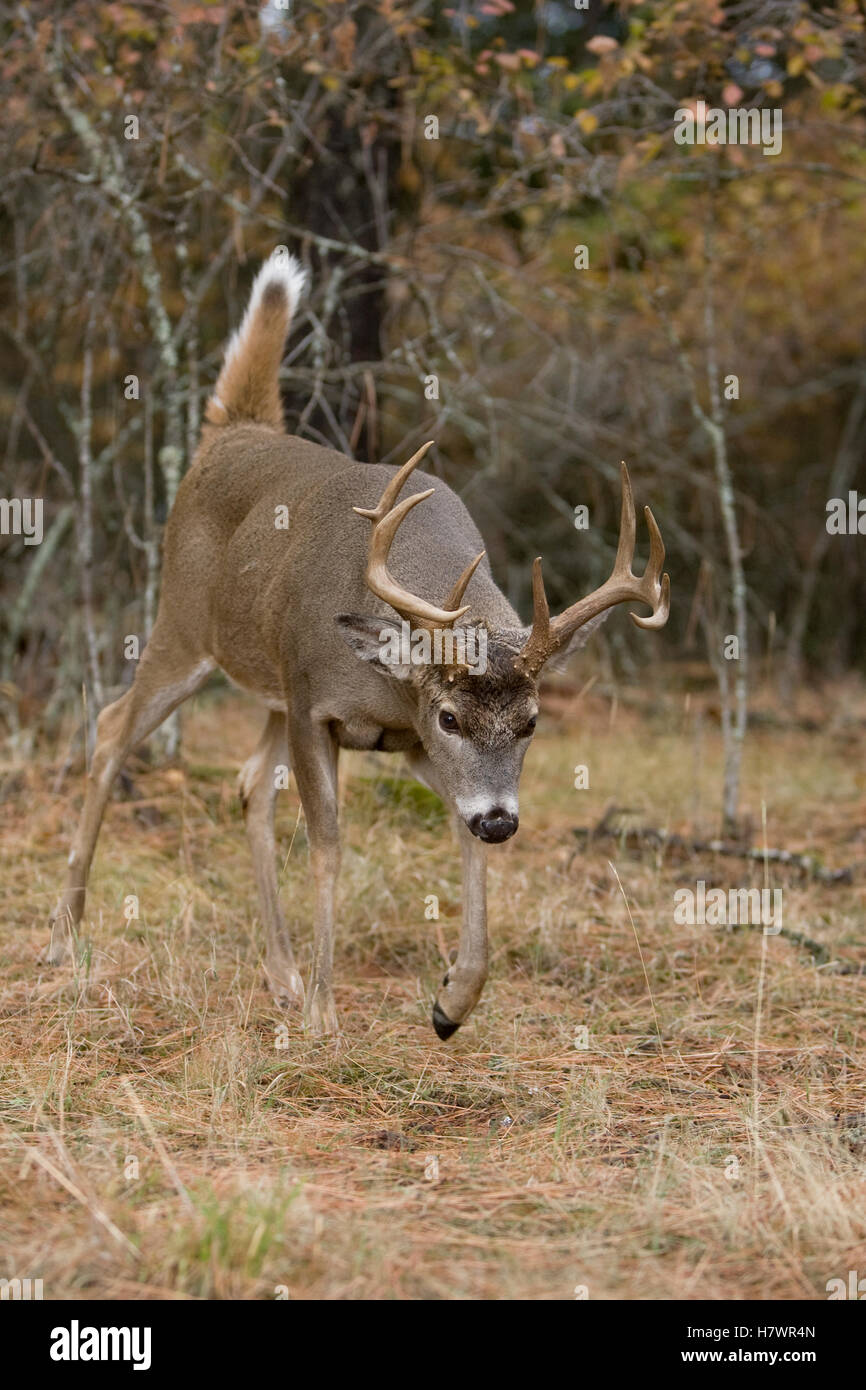White-tailed Deer (Odocoileus virginianus) alert buck with tail raised ...