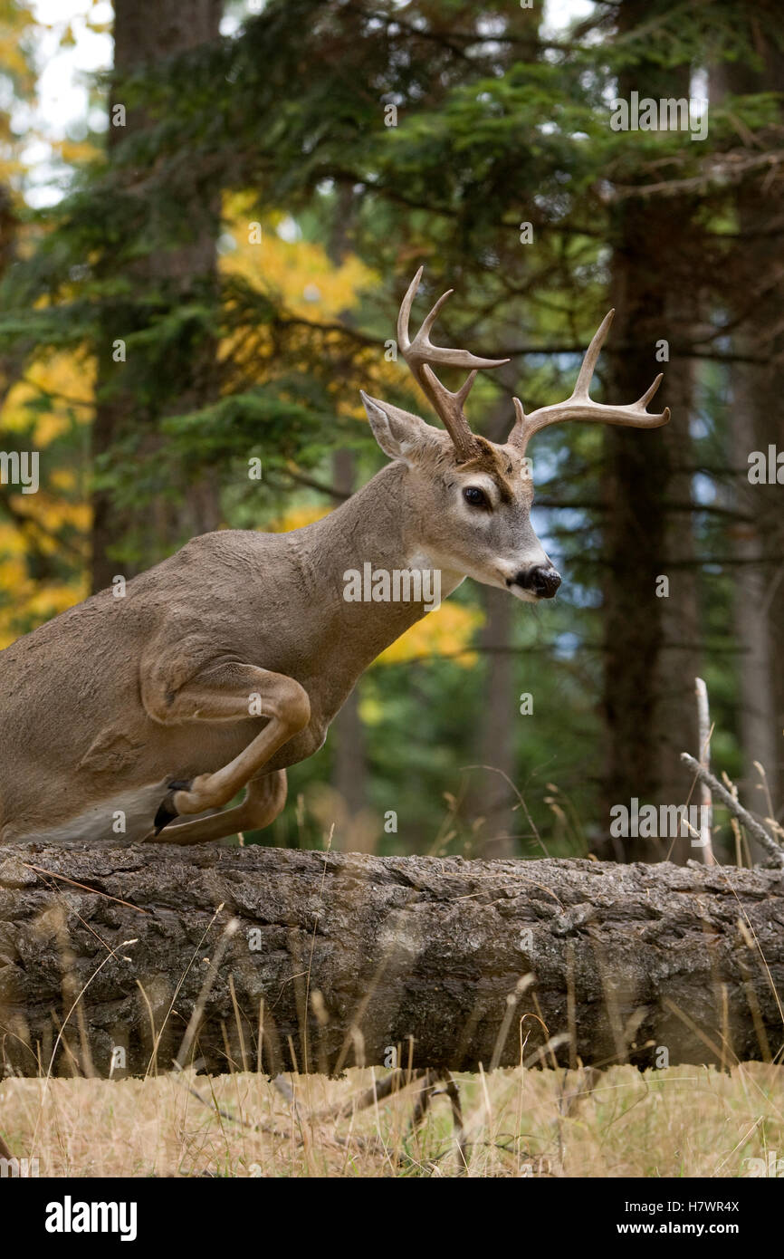 White-tailed Deer (Odocoileus virginianus) buck jumping over downed ...