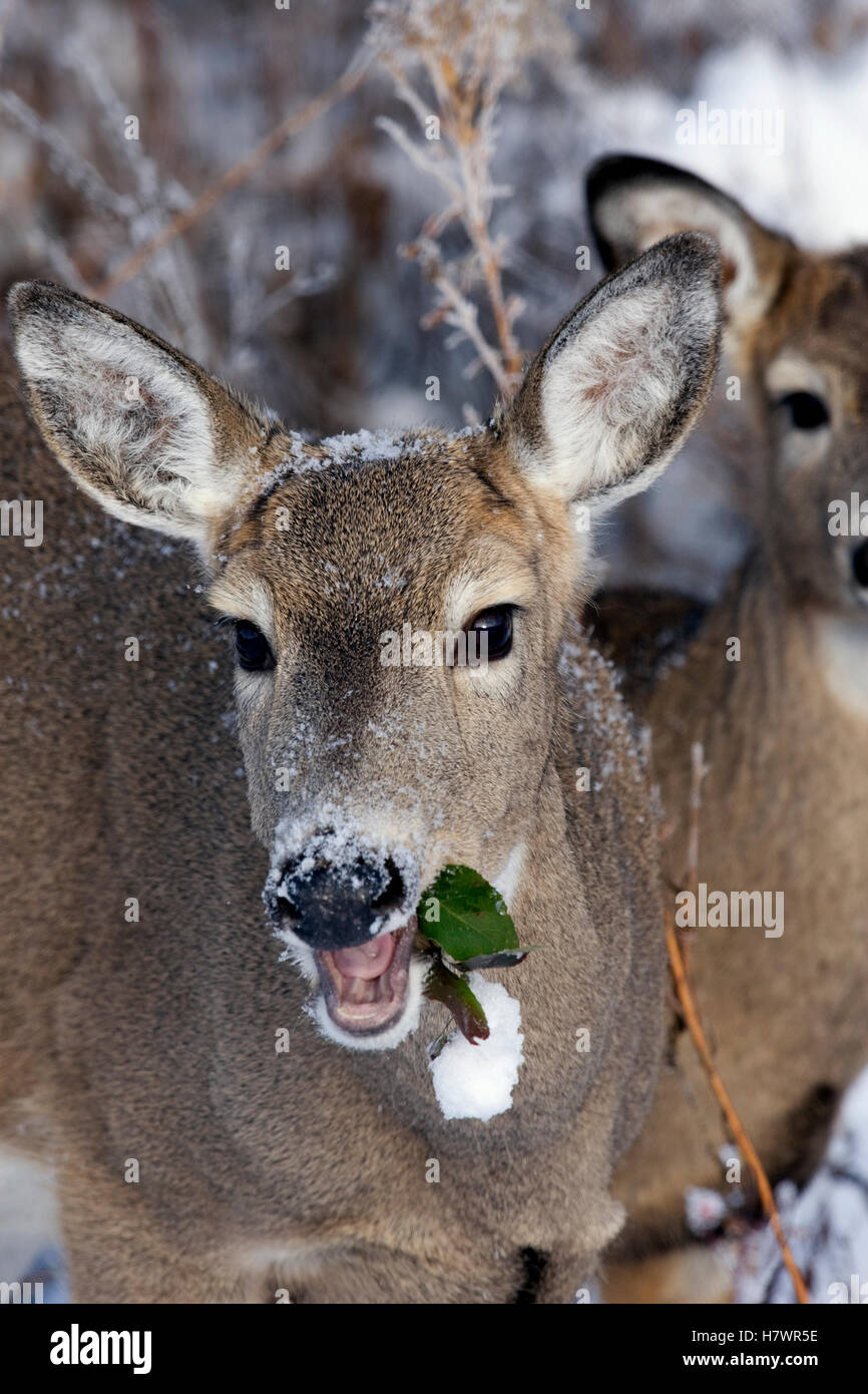White-tailed Deer (Odocoileus virginianus) doe feeding in winter ...