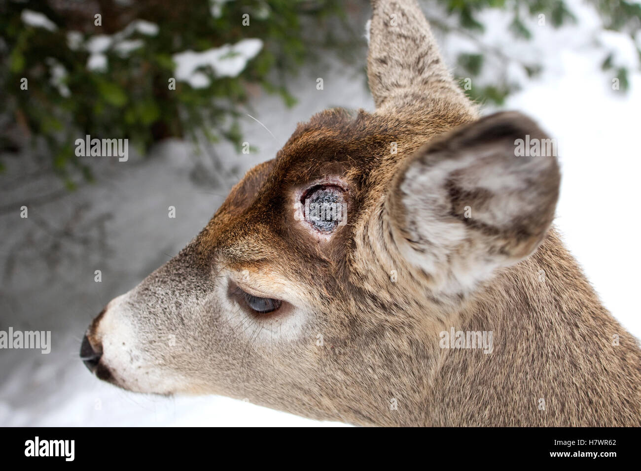 White-tailed Deer (Odocoileus virginianus) buck soon after shedding ...