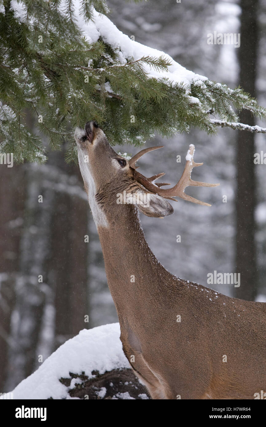 White-tailed Deer (Odocoileus virginianus) buck browsing during winter ...