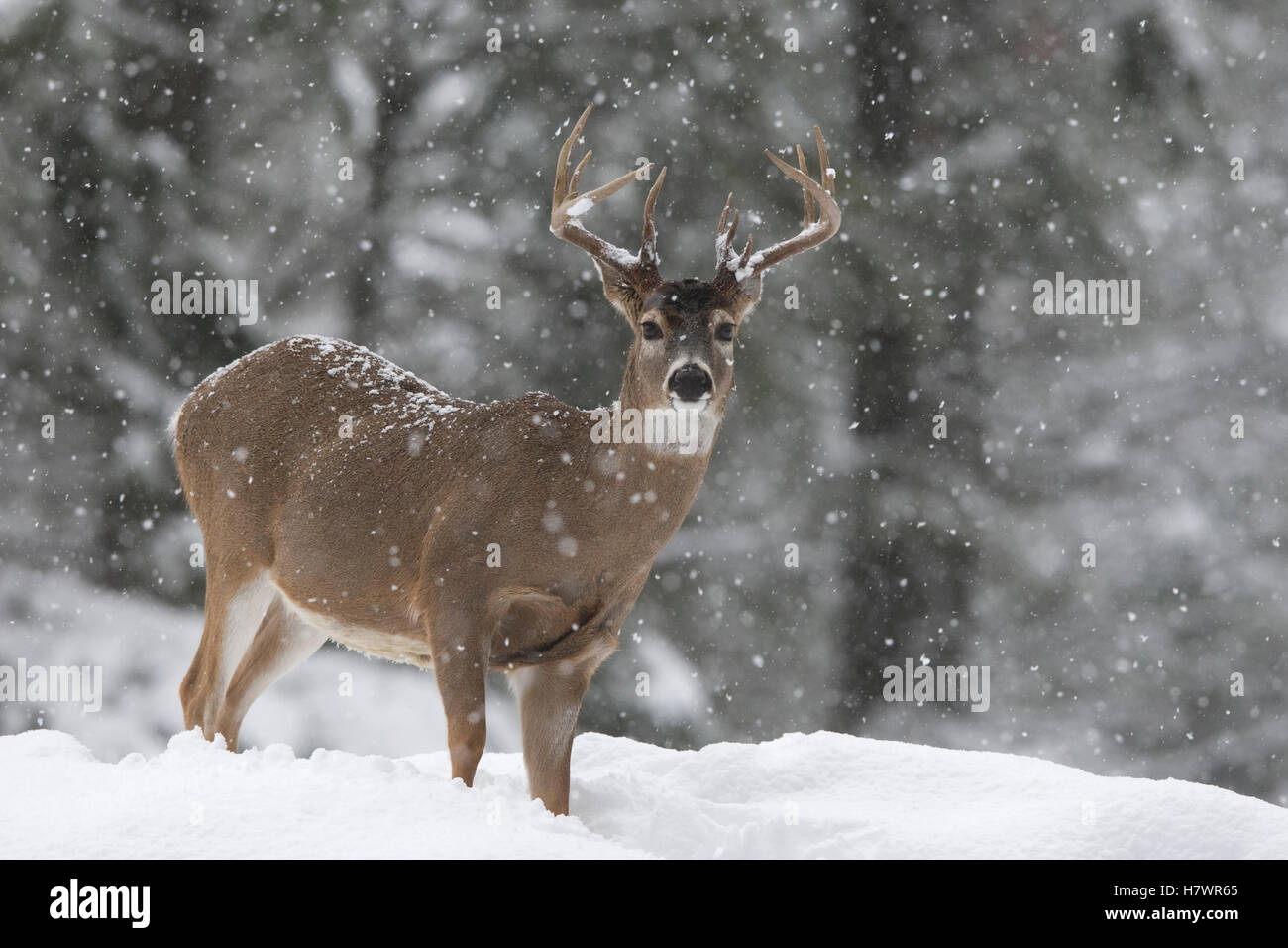 White-tailed Deer (Odocoileus virginianus) buck in winter during light ...