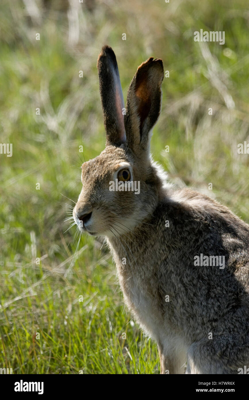 White-tailed Jack Rabbit (Lepus townsendii) in summer coat, eastern ...