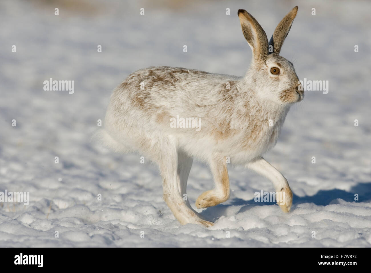 White-tailed Jack Rabbit (Lepus townsendii) hopping in winter coat ...