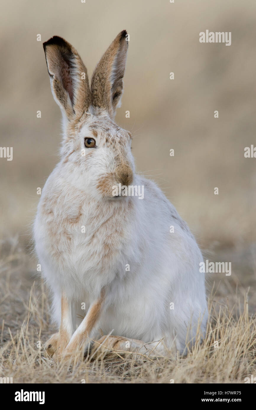 White-tailed Jack Rabbit (Lepus townsendii) in winter coat, eastern ...