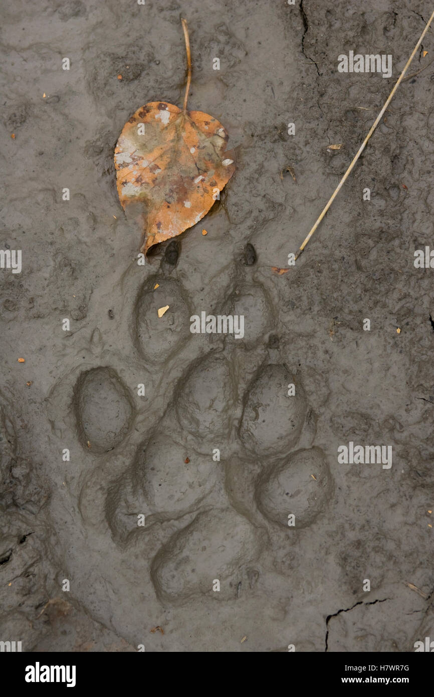 Timber Wolf (Canis lupus) tracks in mud, western Montana Stock Photo ...