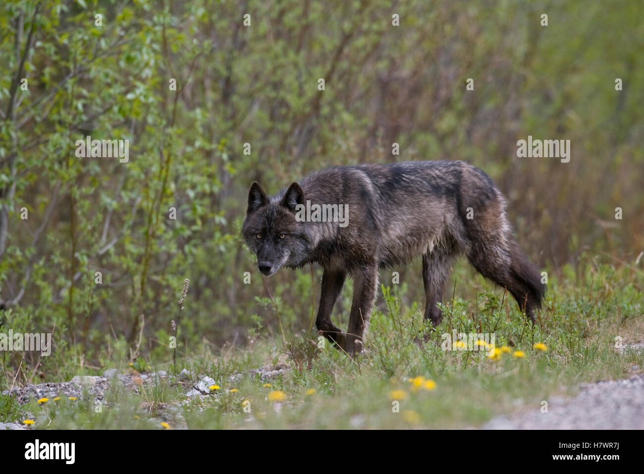 Timber Wolf (Canis lupus), western Alberta, Canada Stock Photo - Alamy