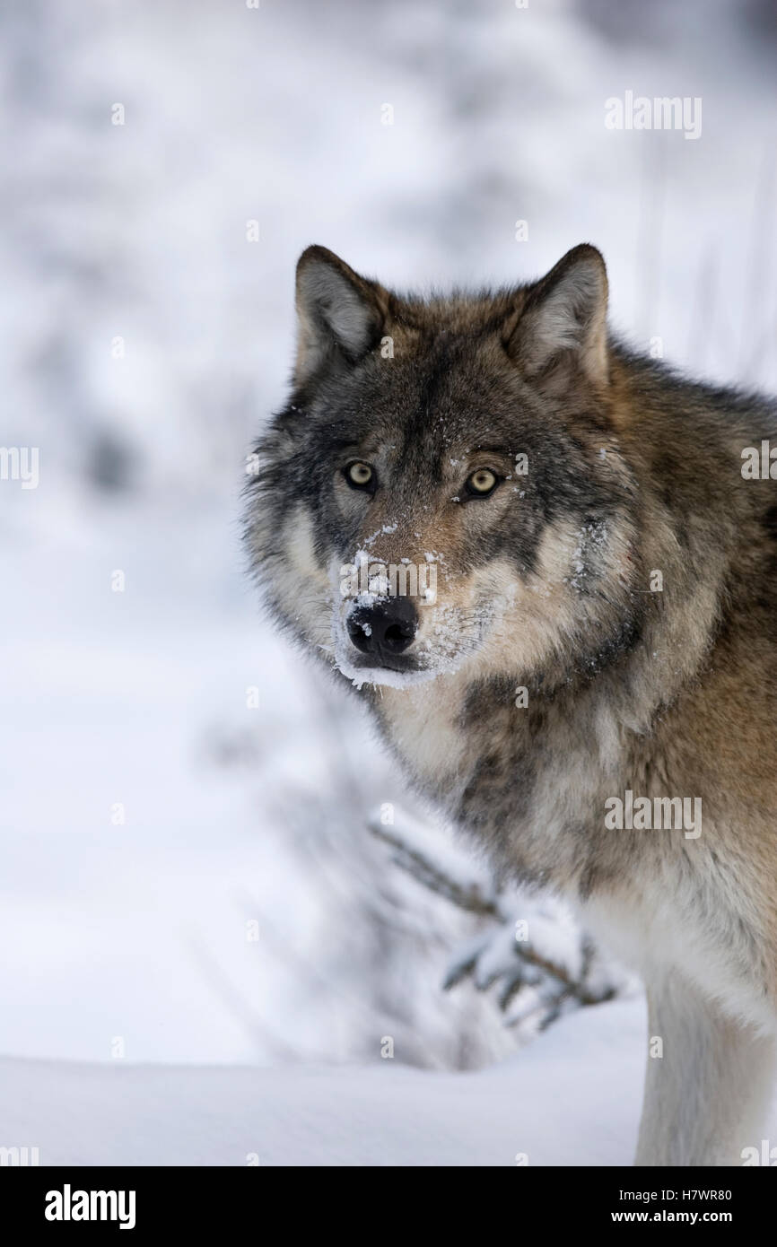 Timber Wolf (Canis lupus), western Alberta, Canada Stock Photo - Alamy