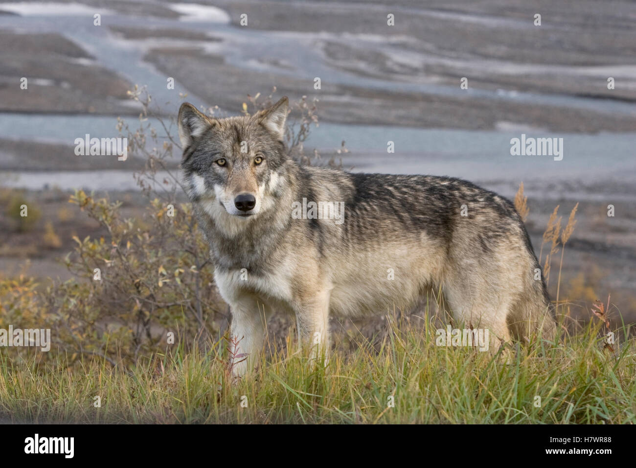 Timber Wolf (Canis lupus), central Alaska Stock Photo - Alamy