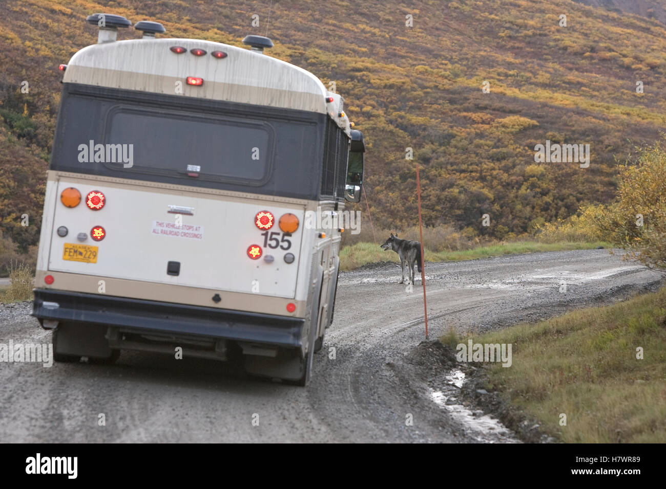 Timber Wolf (Canis lupus) in front of bus, Denali National Park, Alaska ...
