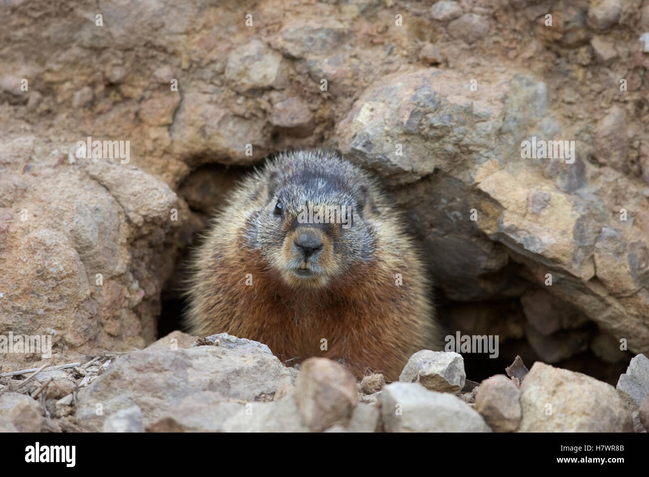 Yellow-bellied Marmot (Marmota flaviventris) at burrow entrance ...