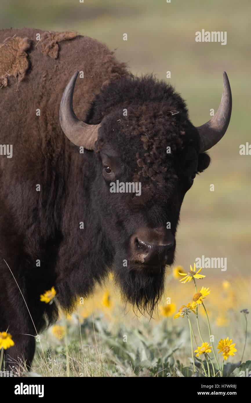 American Bison (Bison bison) bull, western Montana Stock Photo - Alamy