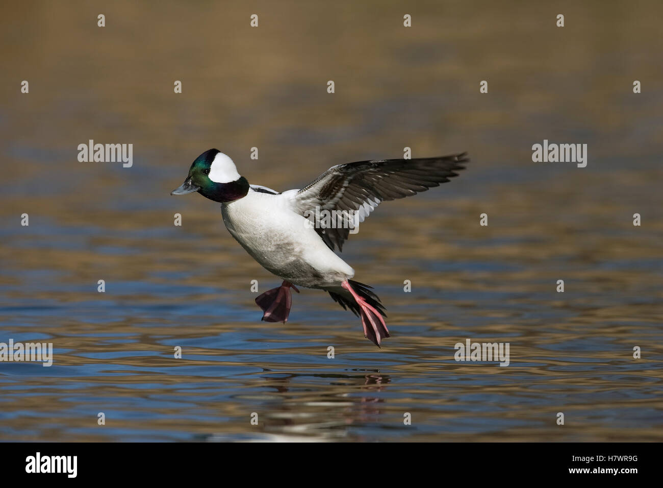 Bufflehead (Bucephala albeola) male landing on a small lake, western Montana Stock Photo - Alamy