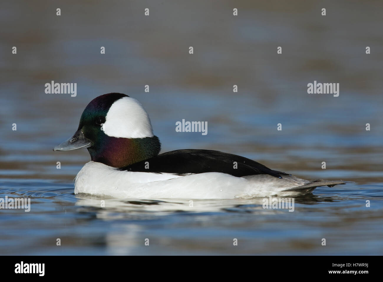 Bufflehead (Bucephala albeola) male, western Montana Stock Photo - Alamy