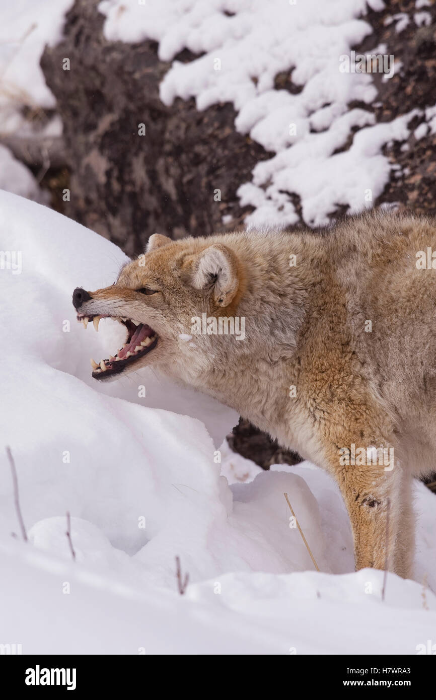 Coyote (Canis latrans) snarling, western Montana Stock Photo - Alamy