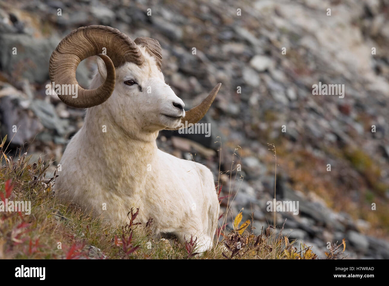 Dall's Sheep (Ovis dalli) ram, central Alaska Stock Photo - Alamy