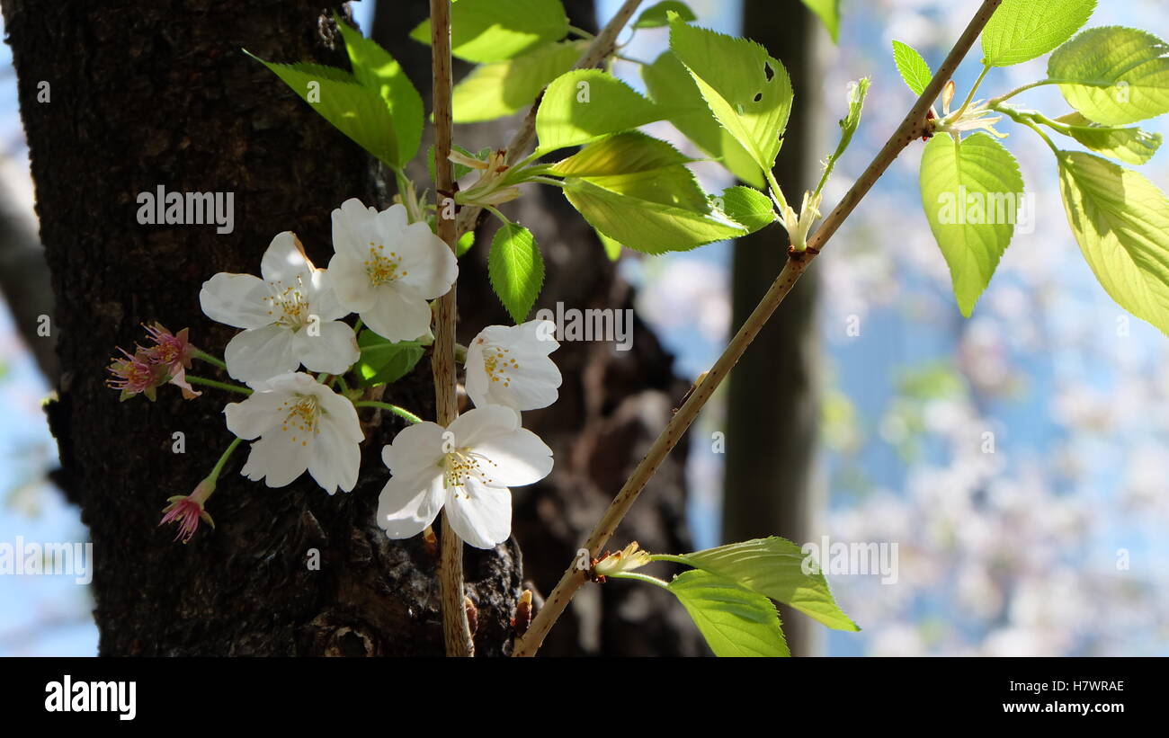 Five white beautiful sakura cherry blossom flower on tree in spring ...