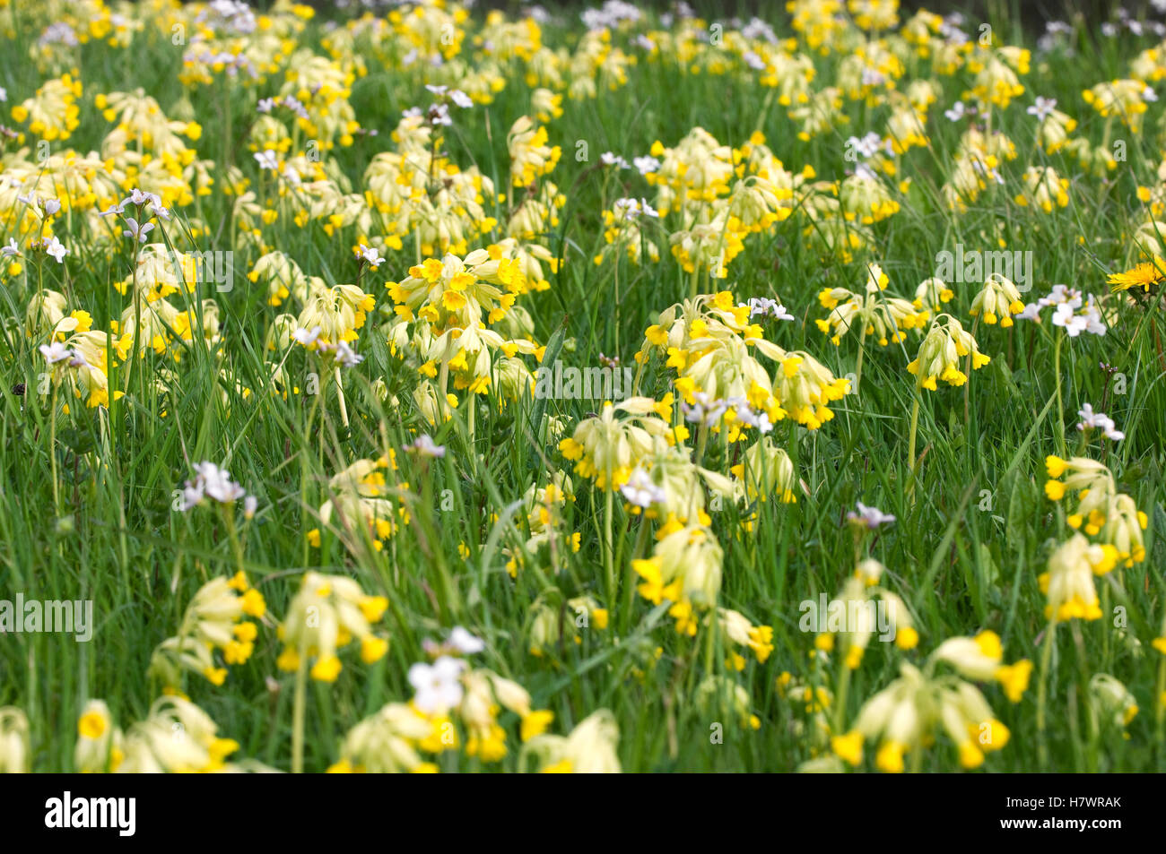 Oxlip (Primula elatior) flowers, Gerolstein, Germany Stock Photo - Alamy