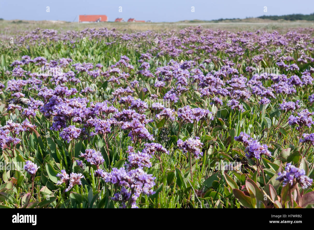 Mediterranean Sea Lavender (Limonium vulgare) in salt marsh ...