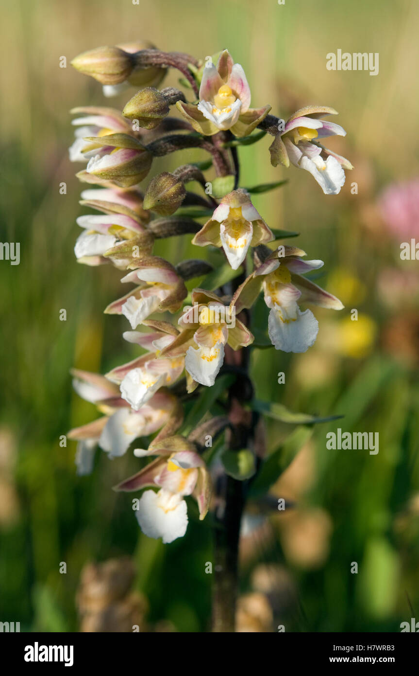 Marsh Helleborine (Epipactis palustris) flowering, Netherlands Stock Photo - Alamy