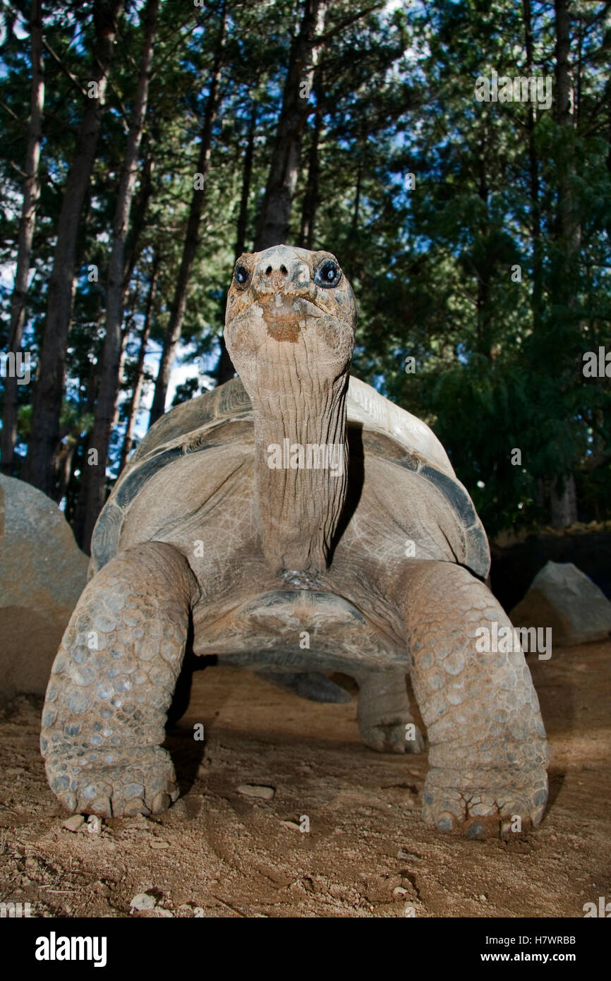 Ploughshare Tortoise (Geochelone yniphora) male, Antananarivo Crocodile ...
