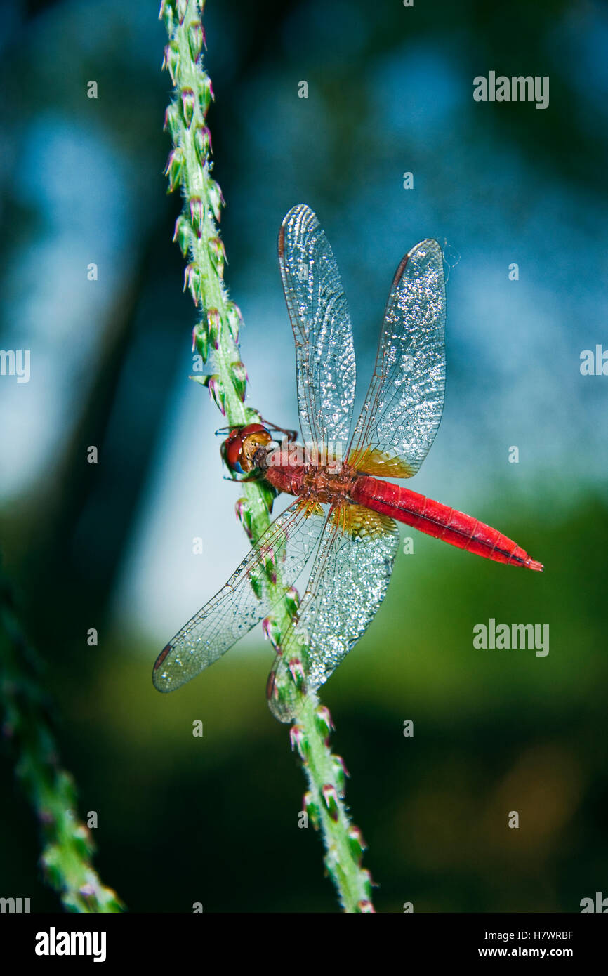 Orange-winged Dropwing (Trithemis kirbyi) dragonfly on plant stem ...