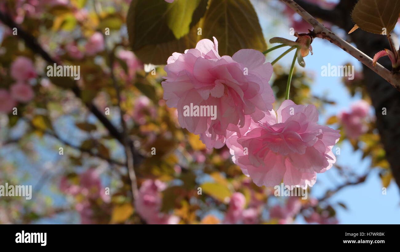 Sakura in Spring Stock Photo - Alamy