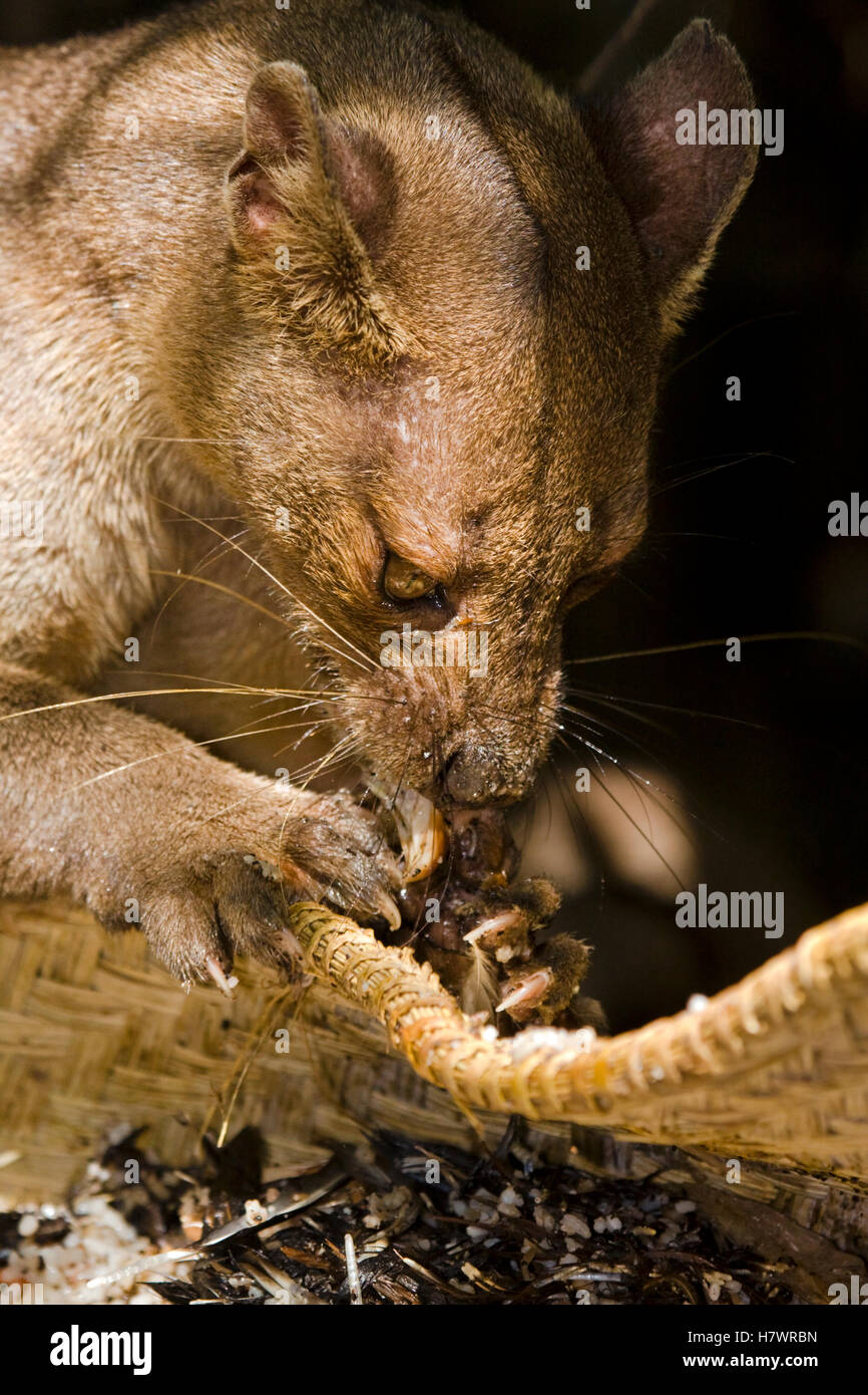 Fossa (Cryptoprocta ferox) eating from rubbish basket, Kirindy Forest ...