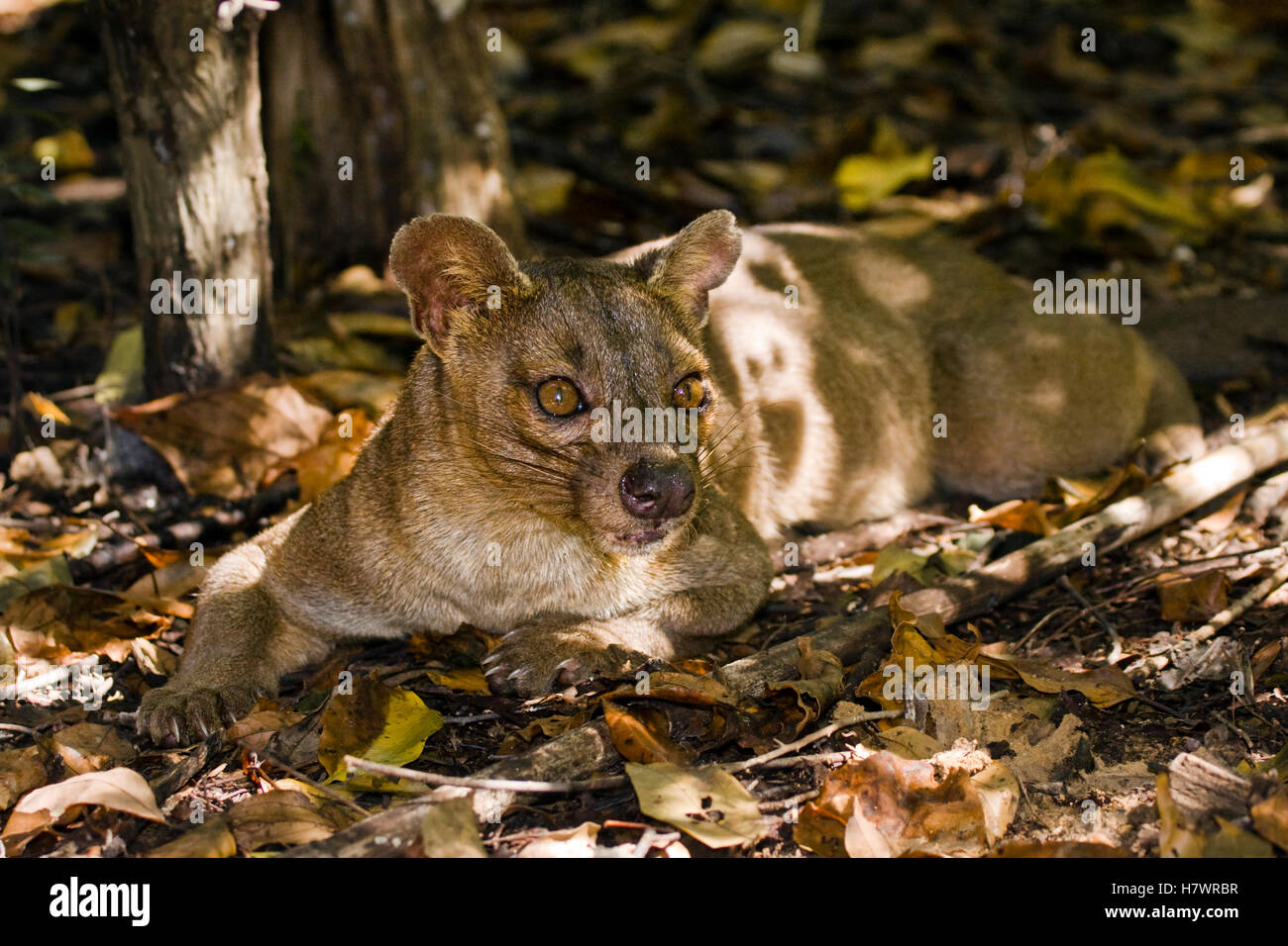 Fossa (Cryptoprocta ferox) laying on forest floor, Kirindy Forest ...