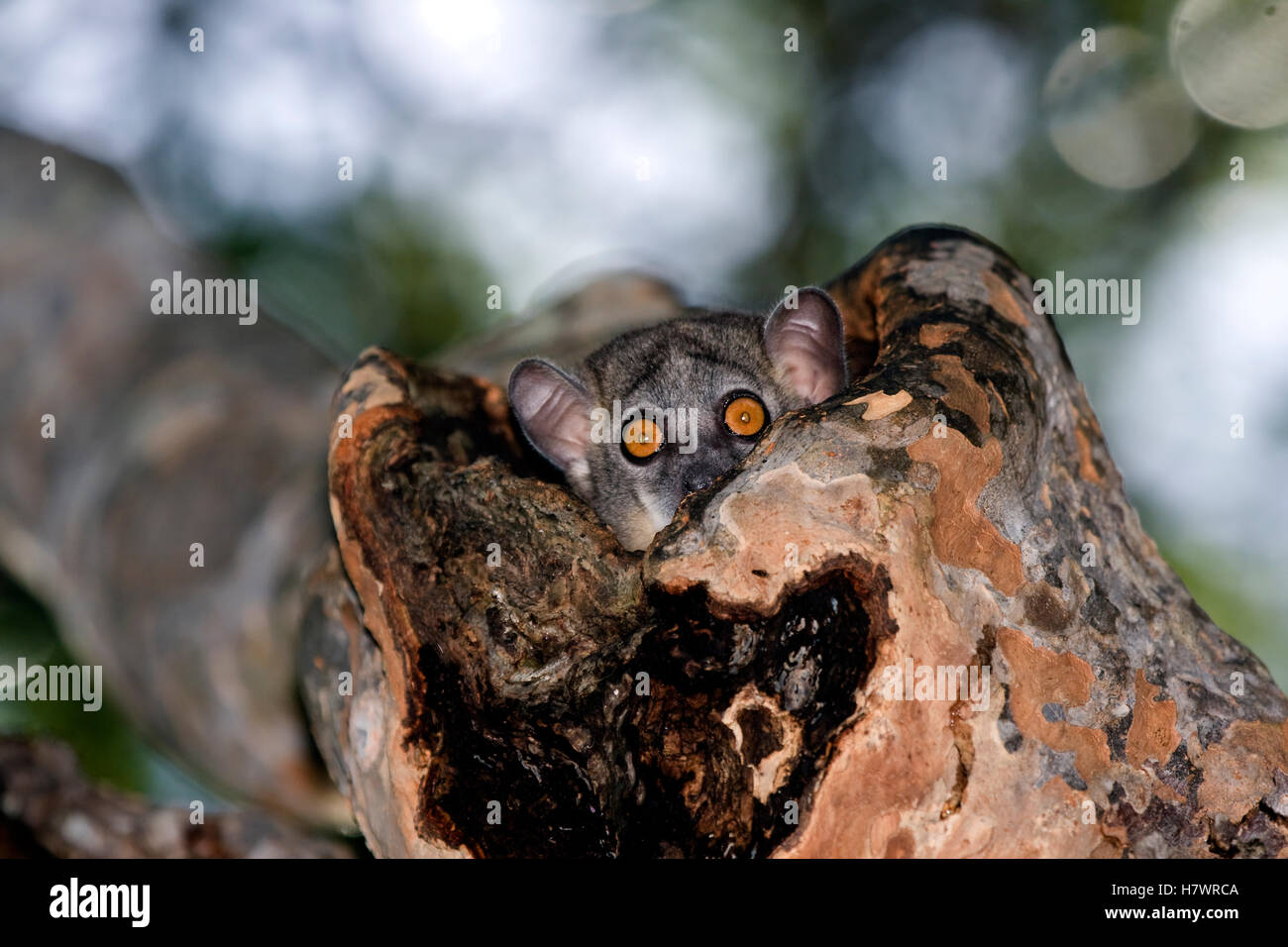 Red-tailed Sportive Lemur (Lepilemur ruficaudatus) peeking from a hole ...