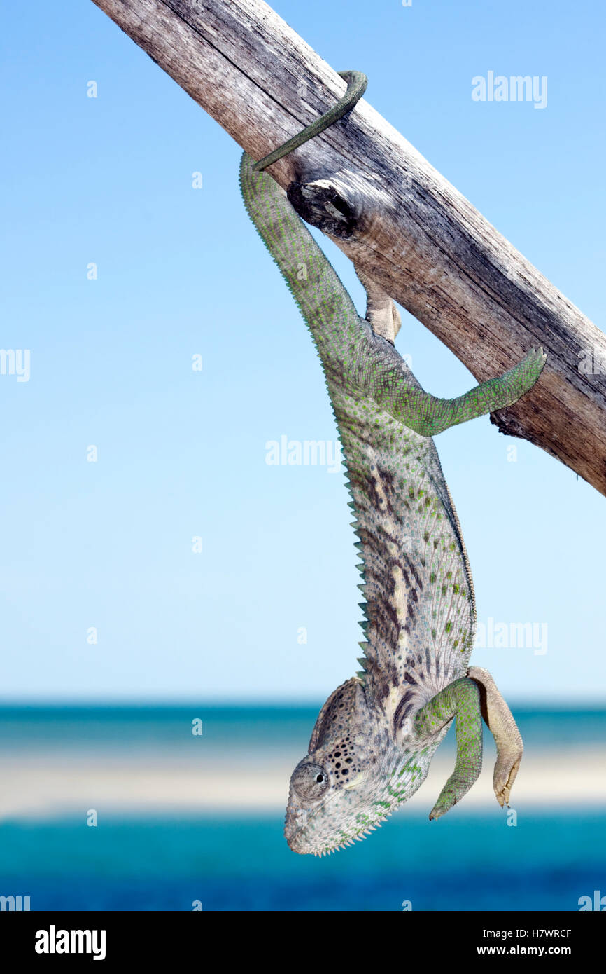 Spiny Chameleon (Chamaeleo verrucosus) hanging on a wooden fence with ...