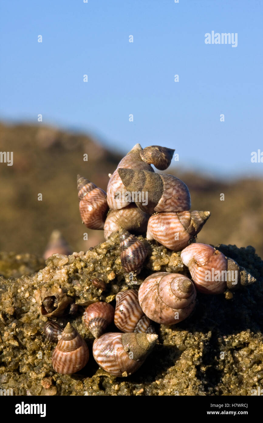 Periwinkle (Littorina sp) snails gathering, Belo sur Mer, Madagascar ...