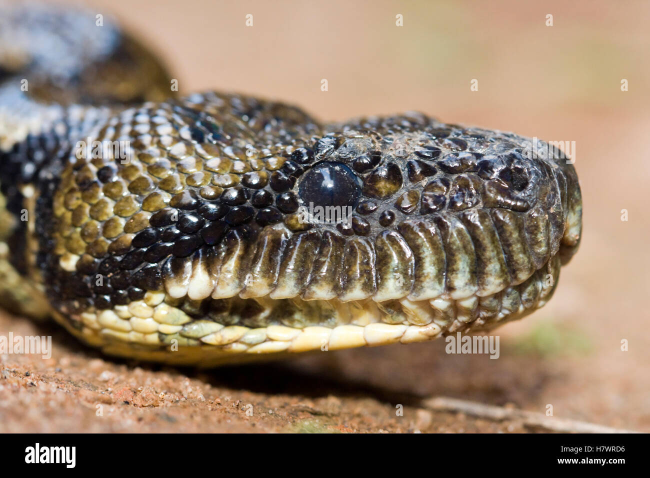 Malagasy Boa (Sanzinia madagascariensis), Marozevo, Madagascar Stock ...
