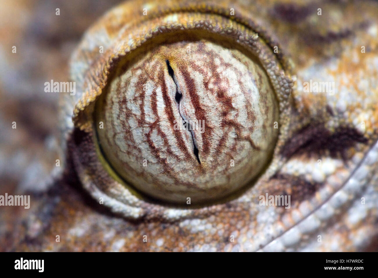 Common Flat-tail Gecko (Uroplatus fimbriatus) eye showing vertical ...