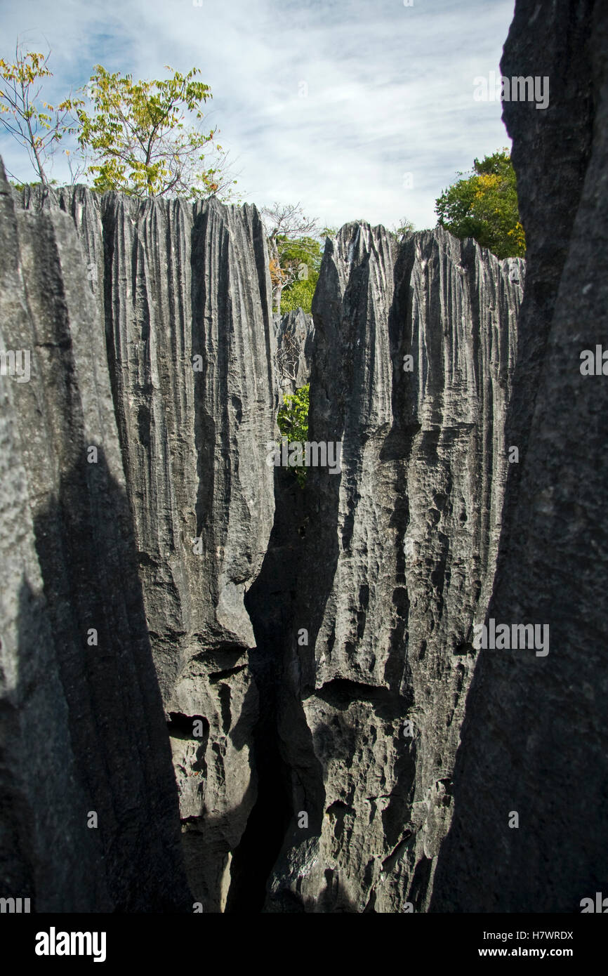Tsingy rock formations, Bemaraha National Park, western Madagascar ...