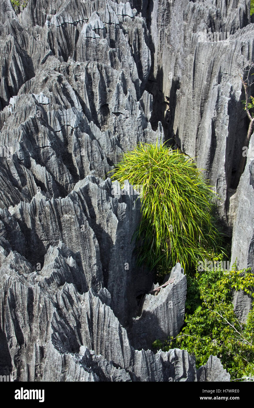 Tsingy rock formations, Bemaraha National Park, western Madagascar ...