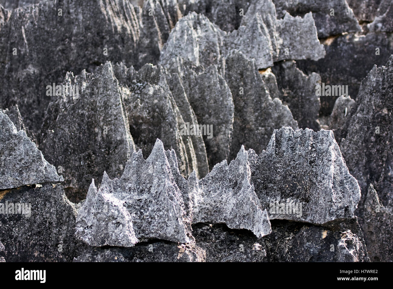 Tsingy rock formations, Bemaraha National Park, western Madagascar ...